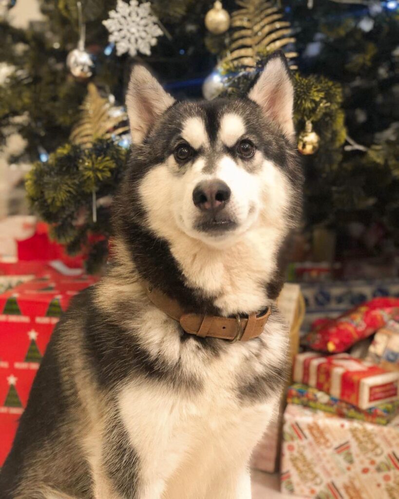 [A Pet's Love] The Blue Normal - Thunder and his call for furparents ...